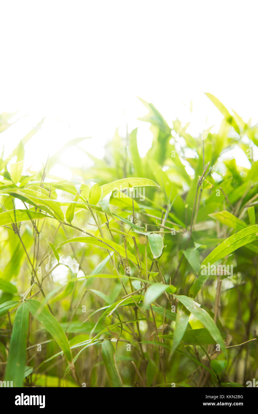 Bright plants with beautiful llight through them Stock Photo - Alamy