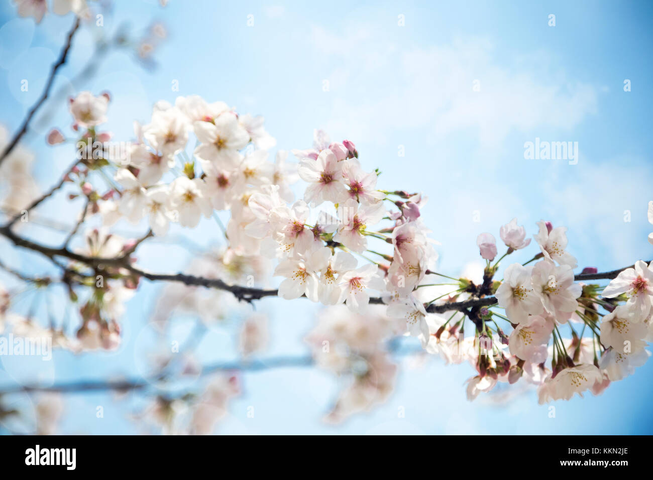Beautiful sakura growing in a branch during spring Stock Photo - Alamy