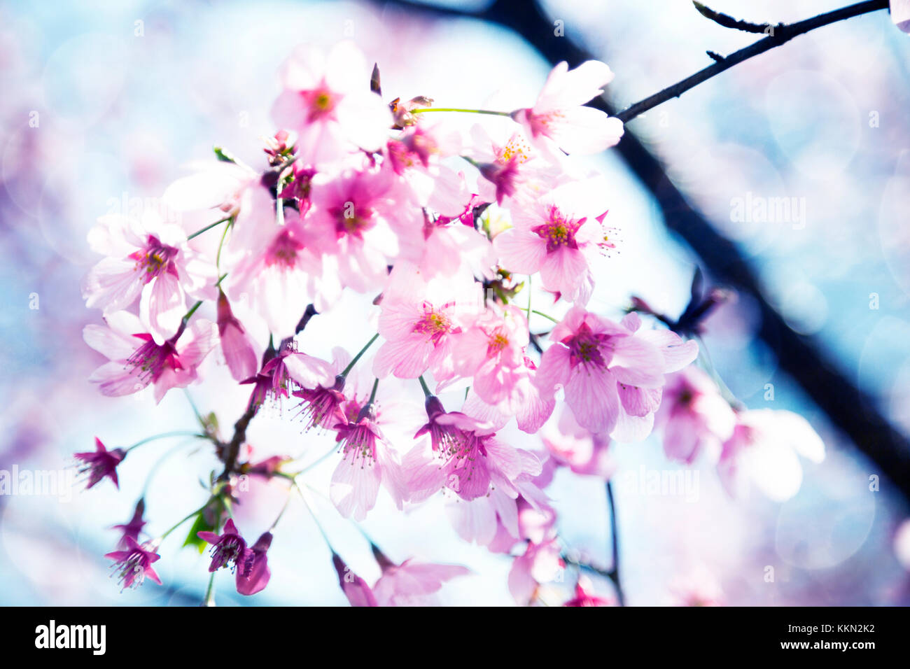 Beautiful sakura growing in a branch during spring Stock Photo - Alamy