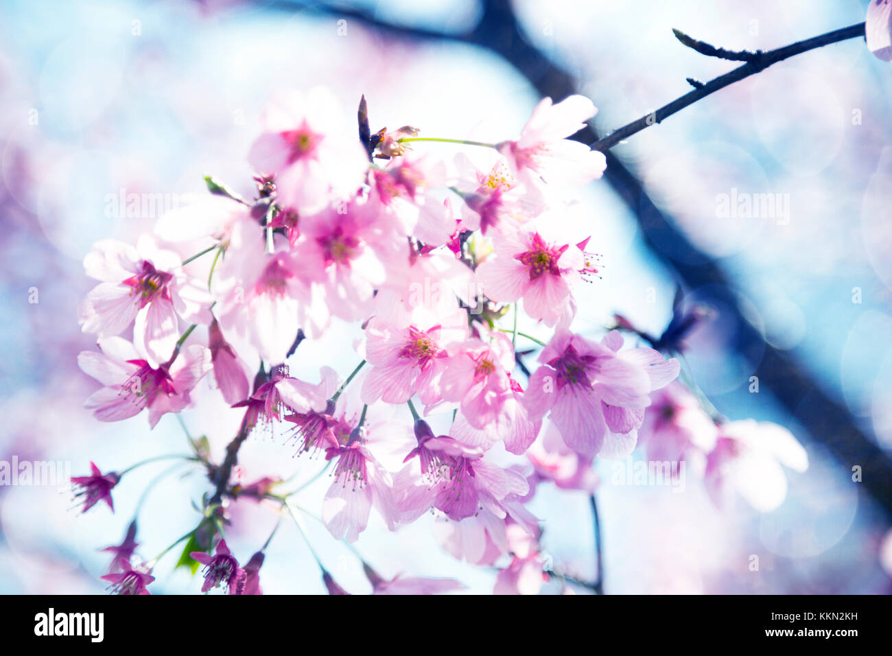 Beautiful sakura growing in a branch during spring Stock Photo - Alamy