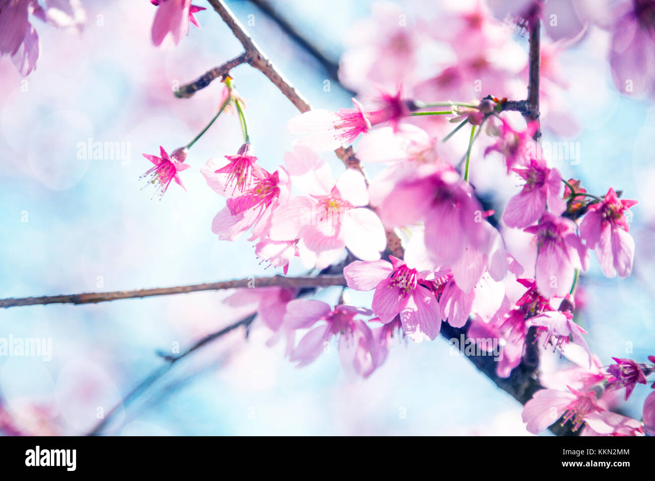 Beautiful sakura growing in a branch during spring Stock Photo - Alamy
