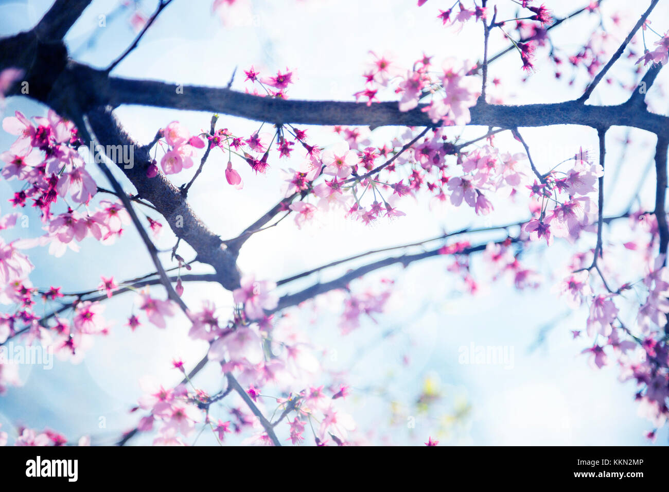 Beautiful sakura growing in a branch during spring Stock Photo - Alamy