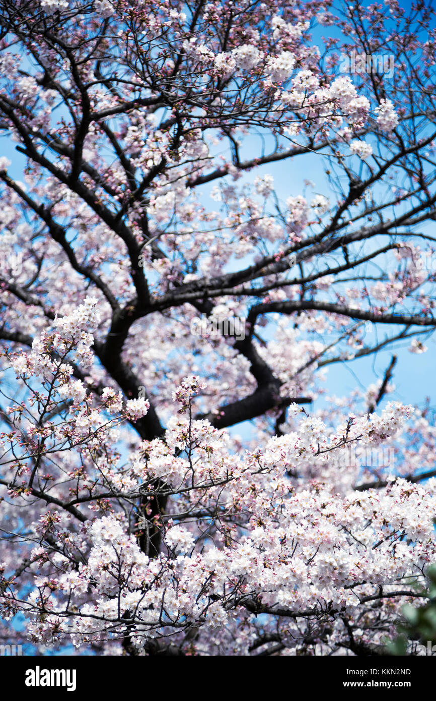Spring Sakura Blossoms in Japan Stock Photo - Alamy