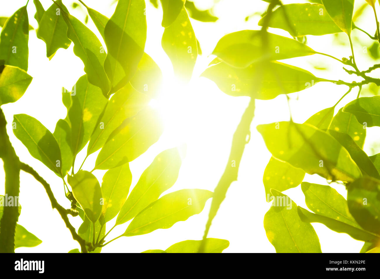 Bright plants with beautiful light through them Stock Photo - Alamy