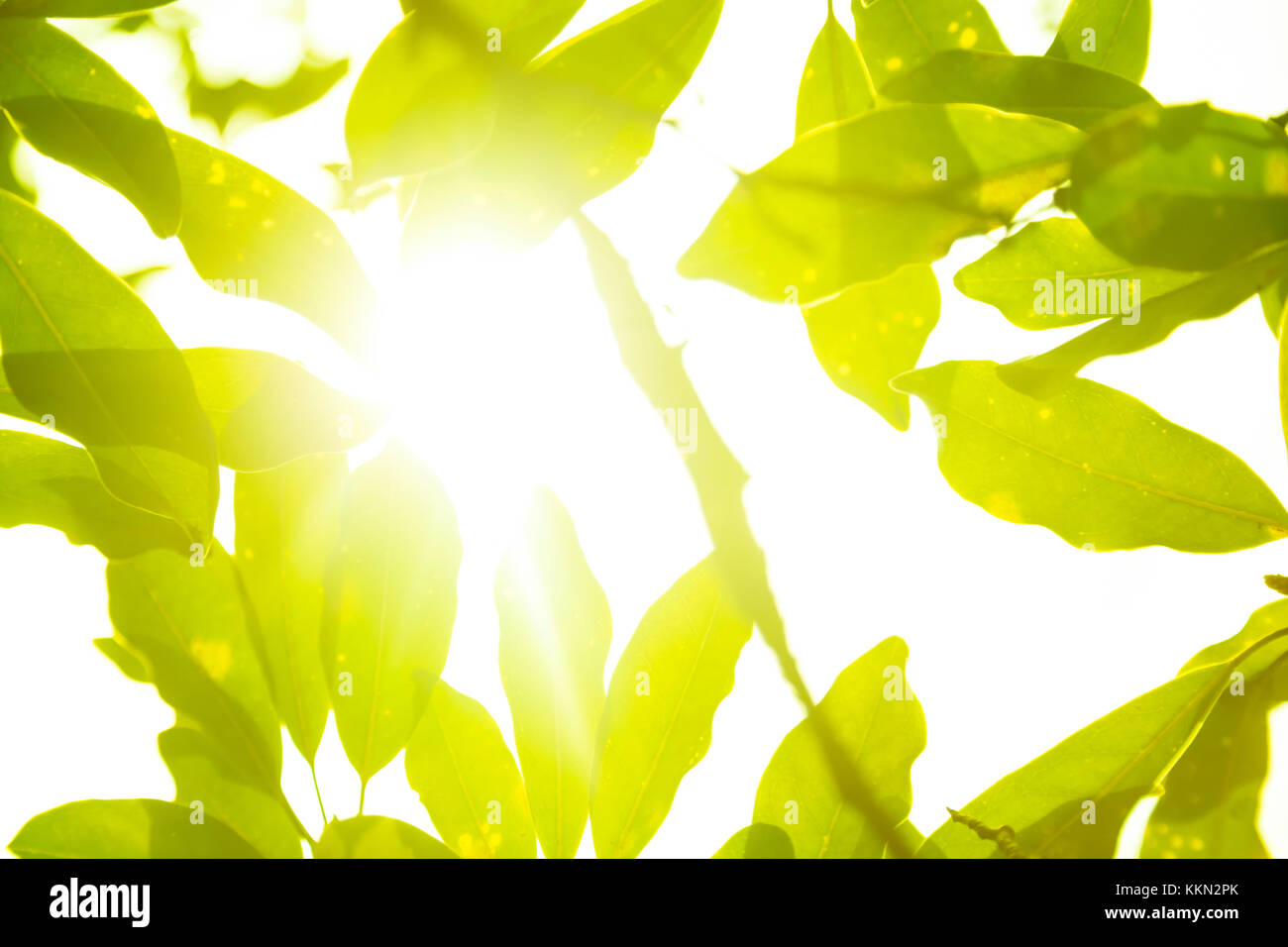 Bright plants with beautiful light through them Stock Photo - Alamy