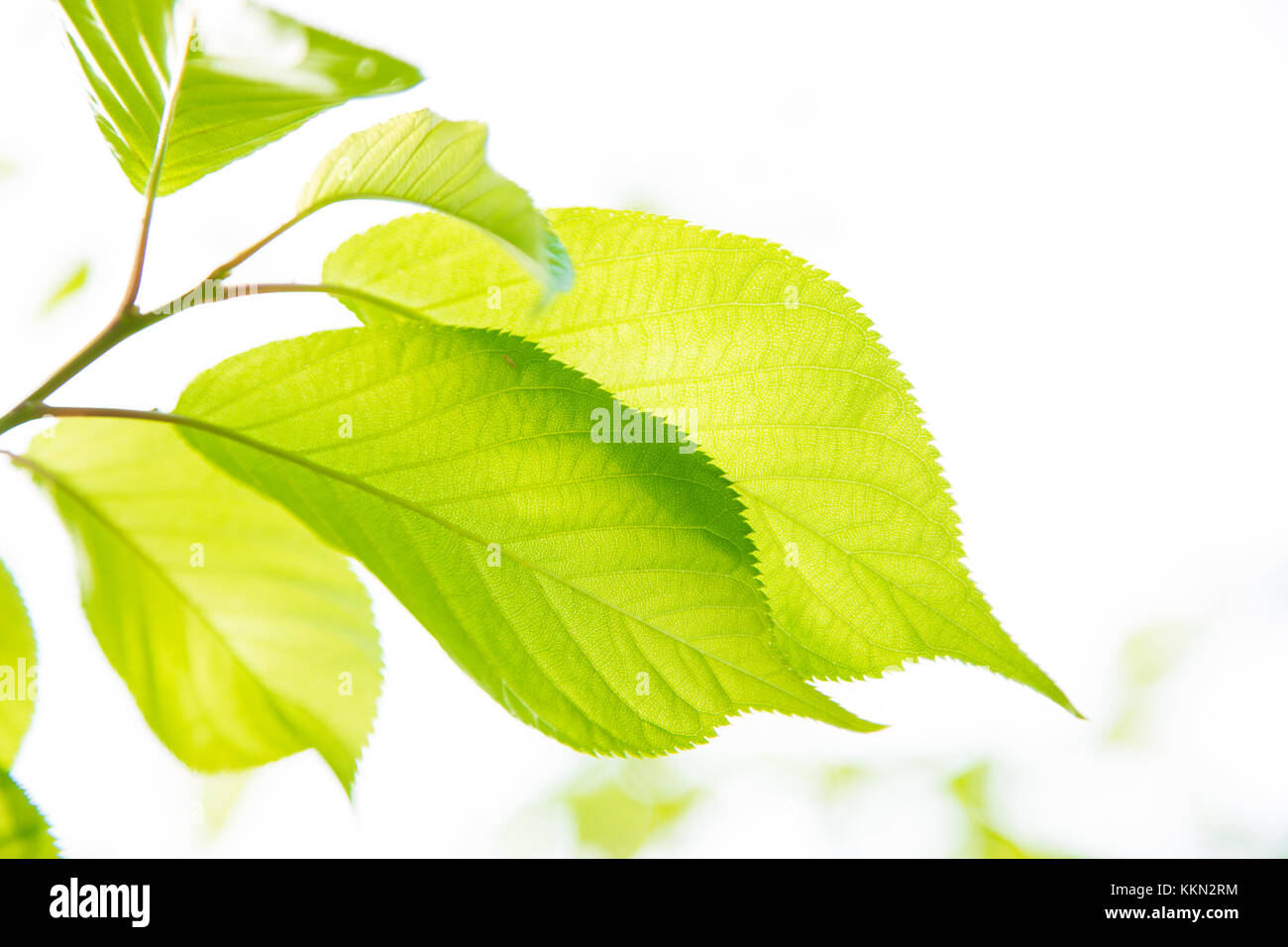 Bright plants with beautiful light through them Stock Photo - Alamy