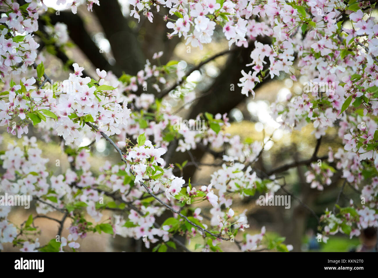 Spring Sakura Blossoms in Japan Stock Photo - Alamy