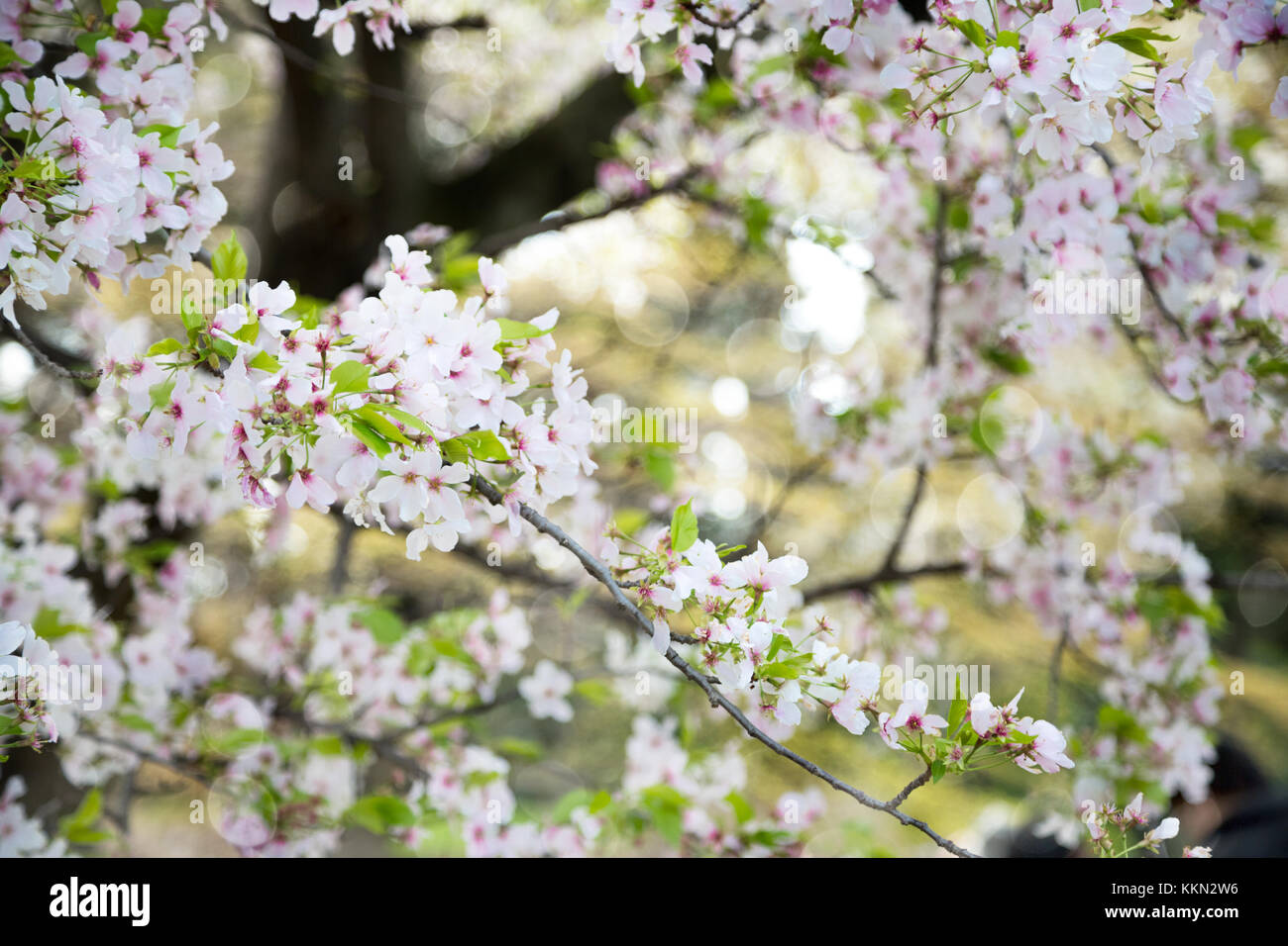 Spring Sakura Blossoms in Japan Stock Photo - Alamy