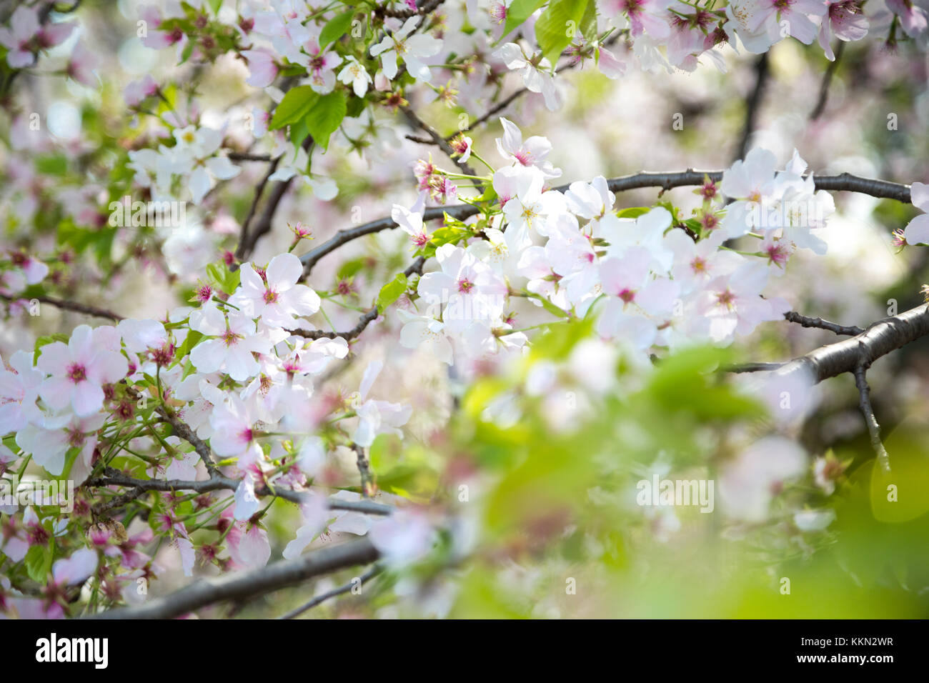 Spring Sakura Blossoms in Japan Stock Photo - Alamy