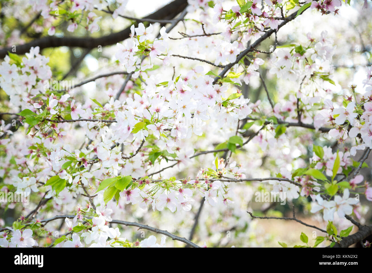 Spring Sakura Blossoms in Japan Stock Photo - Alamy