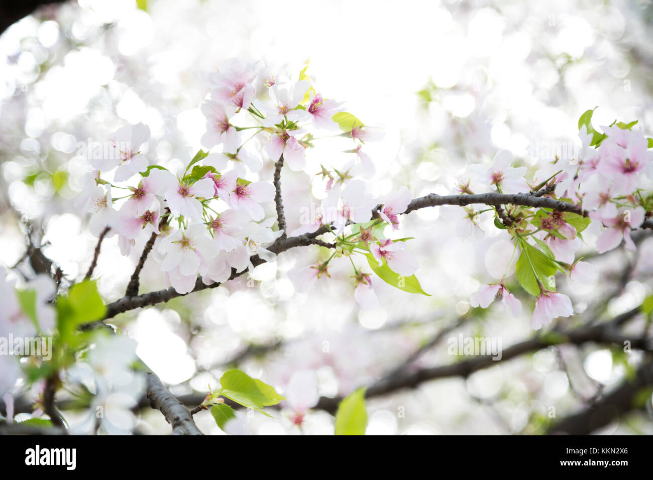 Spring Sakura Blossoms in Japan Stock Photo - Alamy