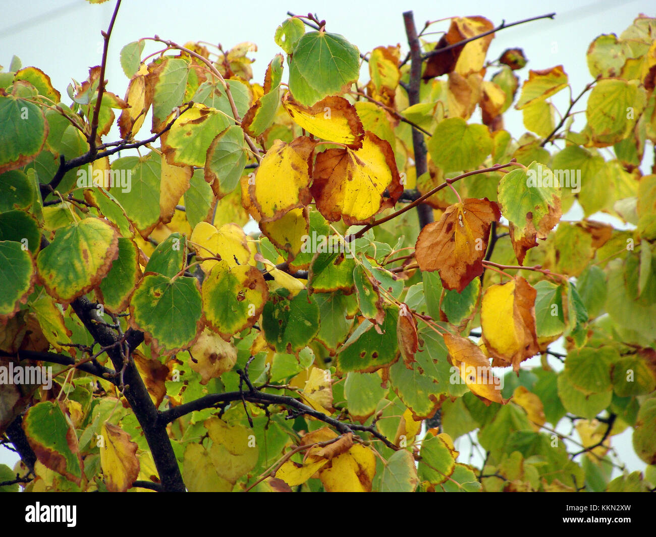 Tree with colorful leaves damaged with drought close up Stock Photo - Alamy