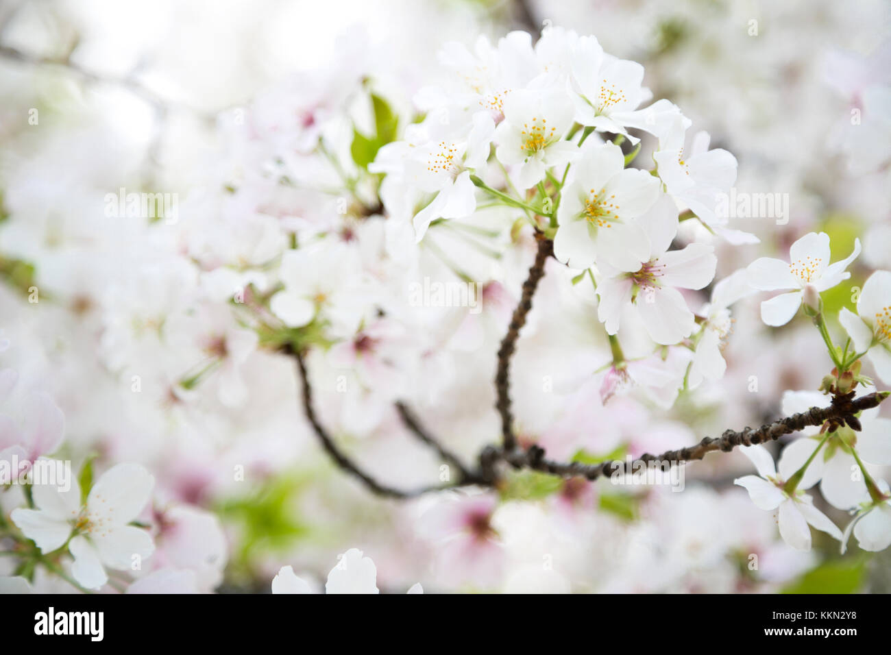 Spring Sakura Blossoms in Japan Stock Photo - Alamy