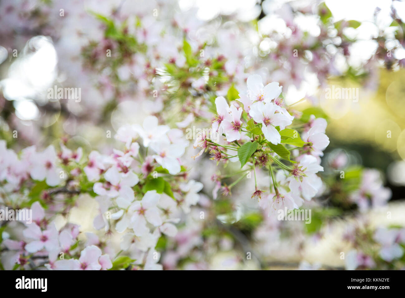 Spring Sakura Blossoms in Japan Stock Photo - Alamy