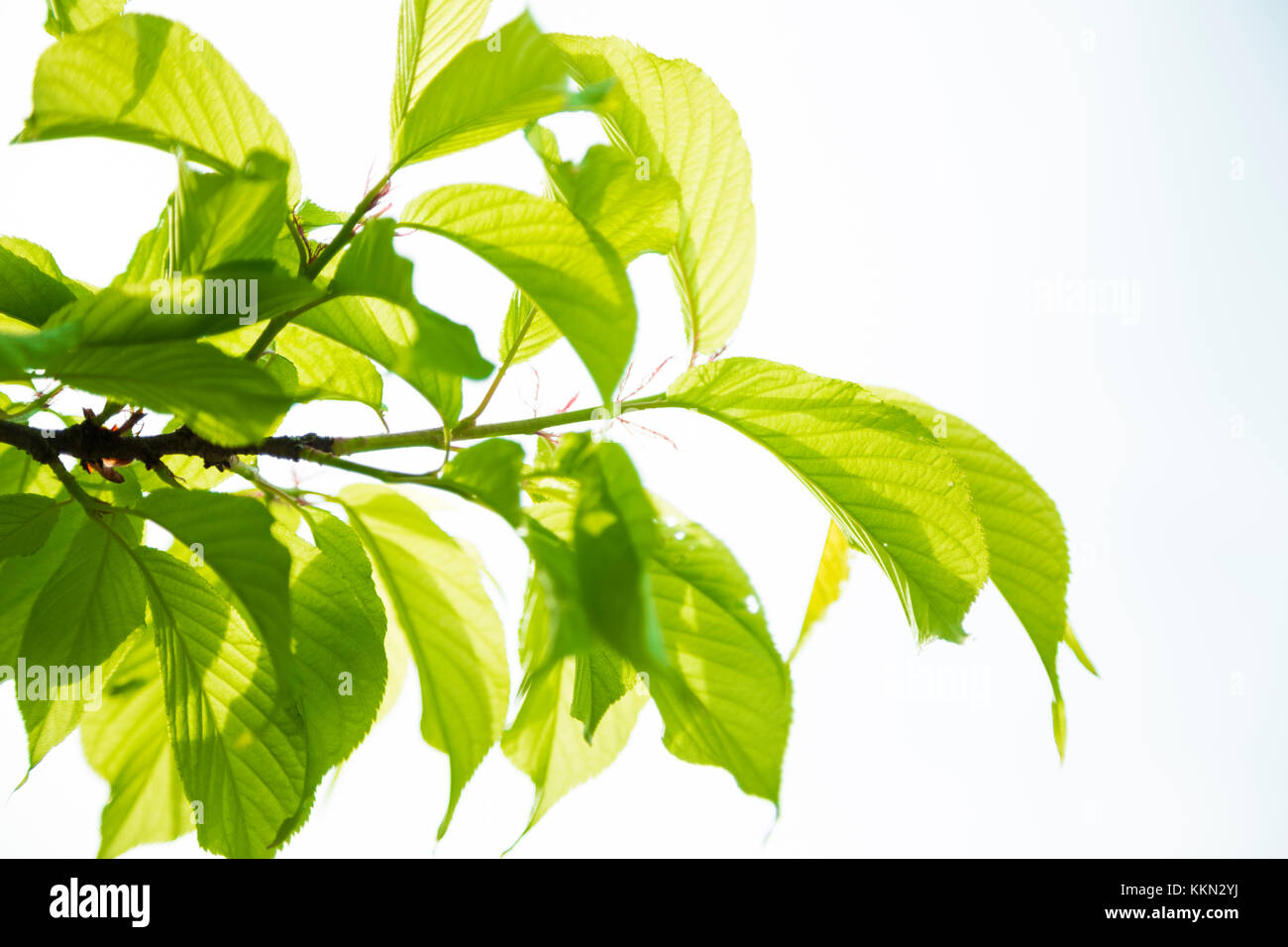 Bright flare hi-res stock photography and images - Alamy