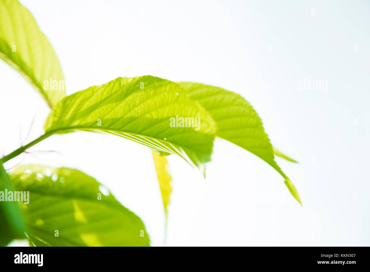 Bright plants with beautiful light through them Stock Photo - Alamy