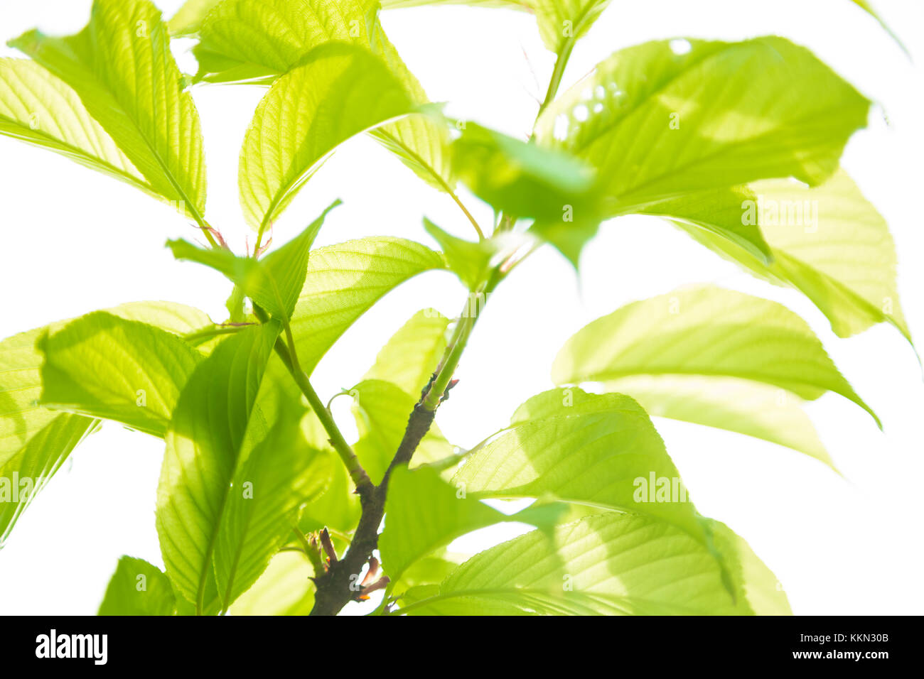 Bright plants with beautiful light through them Stock Photo - Alamy