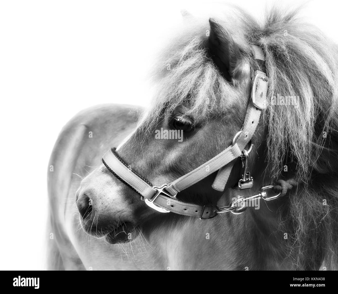Shetland pony Black and White Stock Photos & Images - Alamy