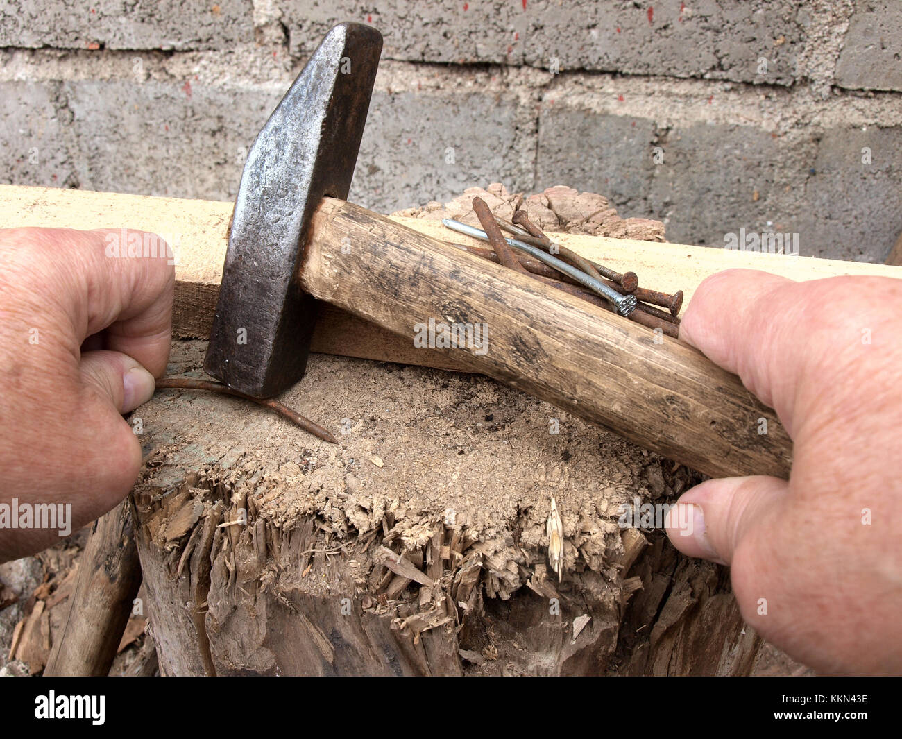 Hands straightening curved nails with hammer on tree stump as anvil ...