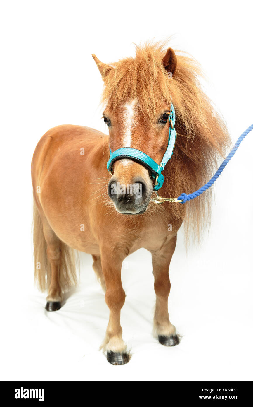 Studio Shots of Tiny Horse Shetland Pony on White Background Stock ...