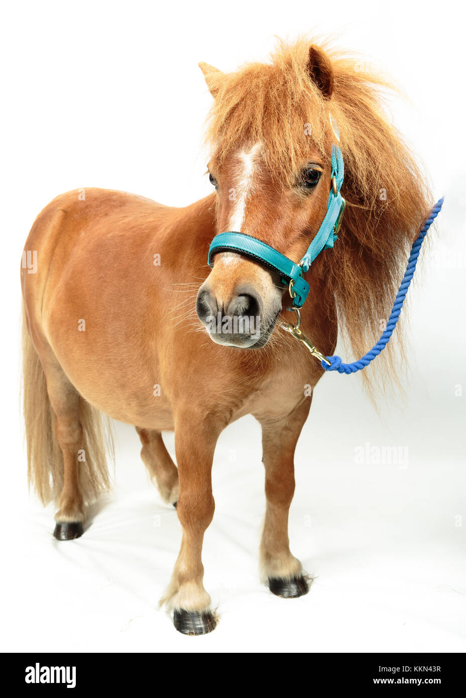 Studio Shots of Tiny Horse Shetland Pony on White Background Stock ...
