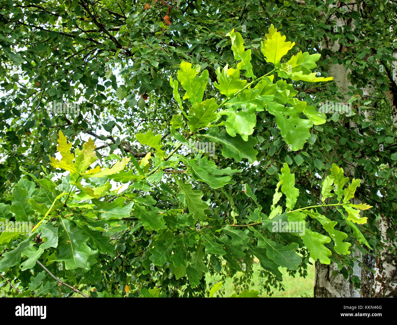Oak tree branch with leaves on birch background close up Stock Photo ...