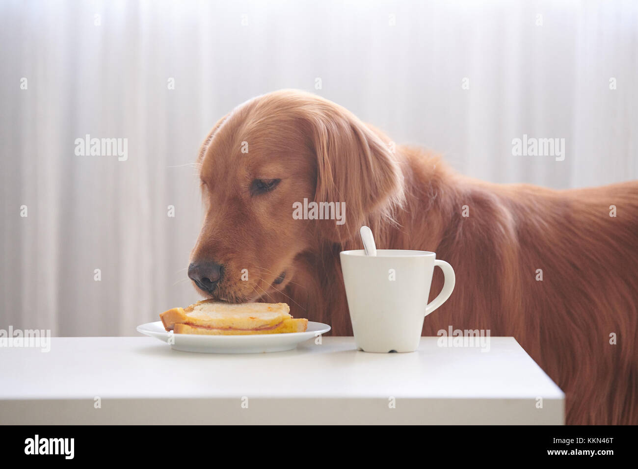 The golden Retriever is eating bread Stock Photo - Alamy