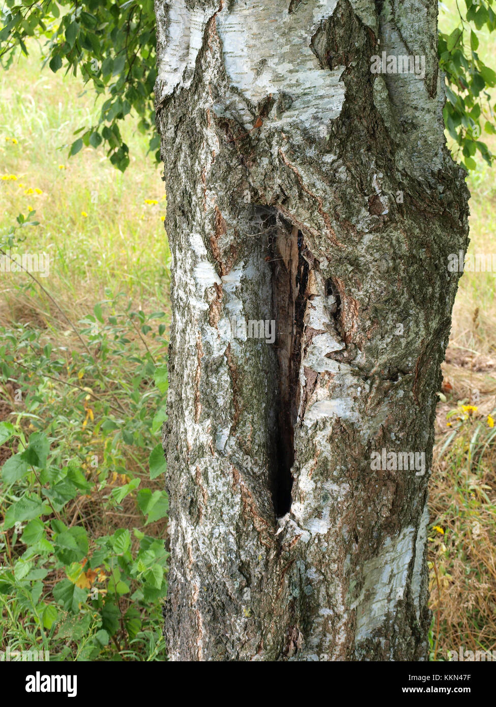 Birch tree trunk with big old crack against sun Stock Photo - Alamy