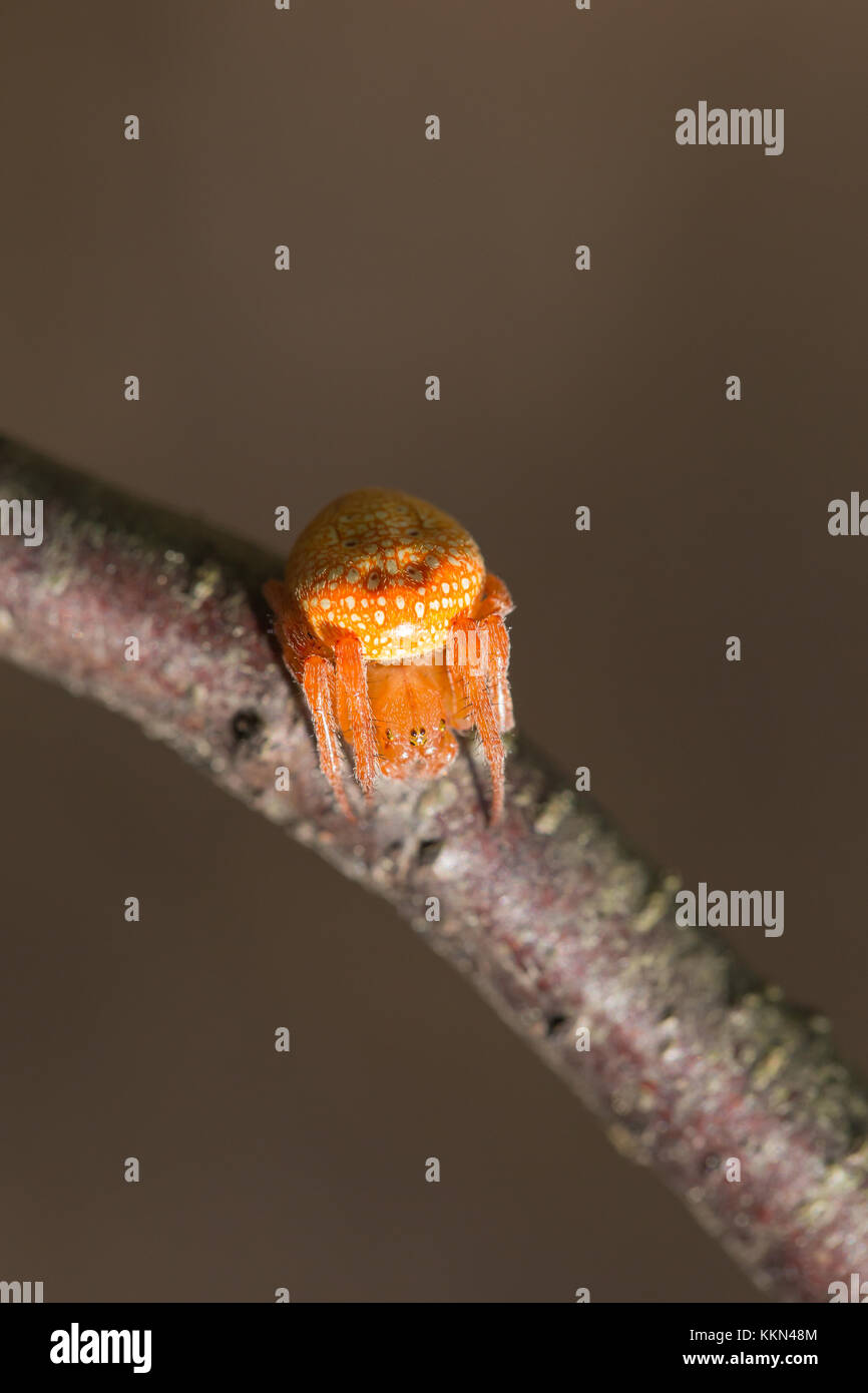 Strawberry orb weaver spider Stock Photo - Alamy