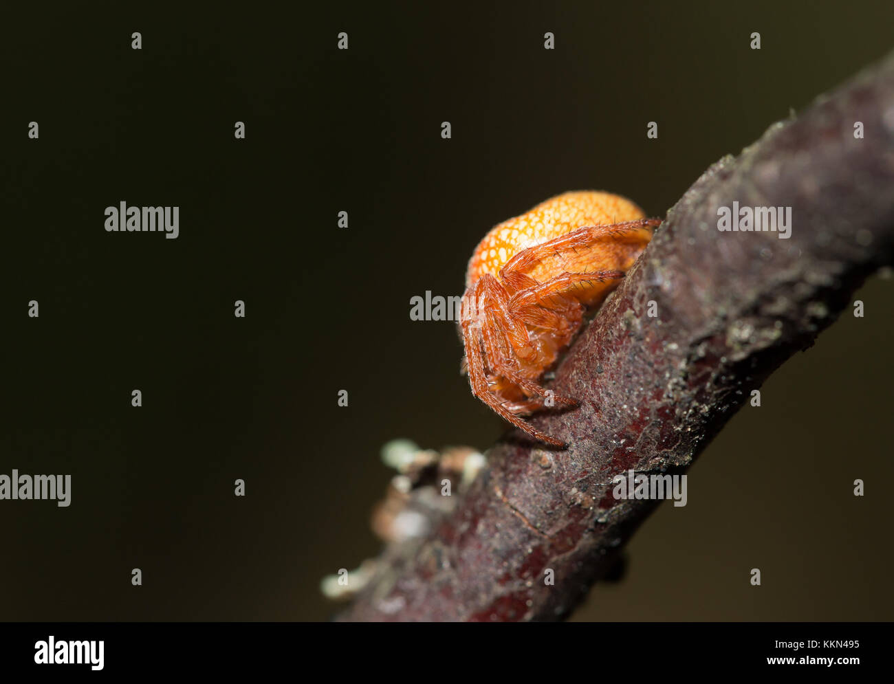 Strawberry spider hi-res stock photography and images - Alamy