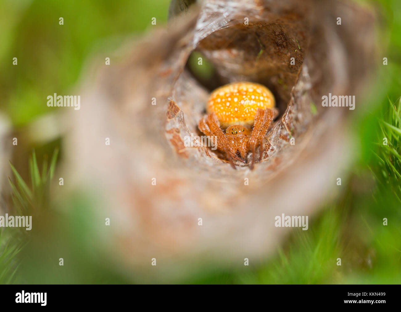 Strawberry orb weaver spider Stock Photo - Alamy