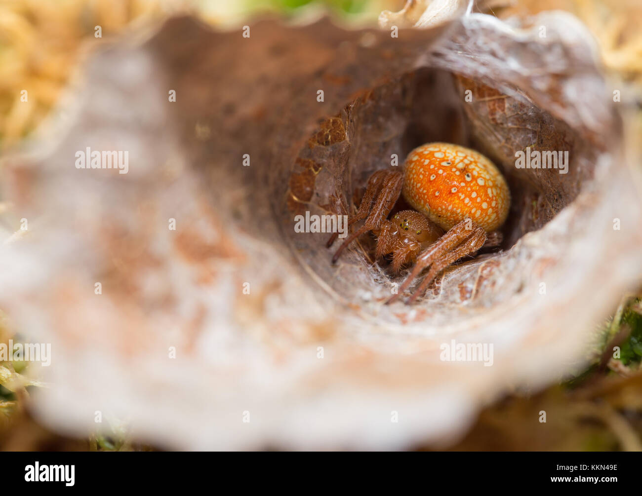 Strawberry orb weaver spider Stock Photo - Alamy
