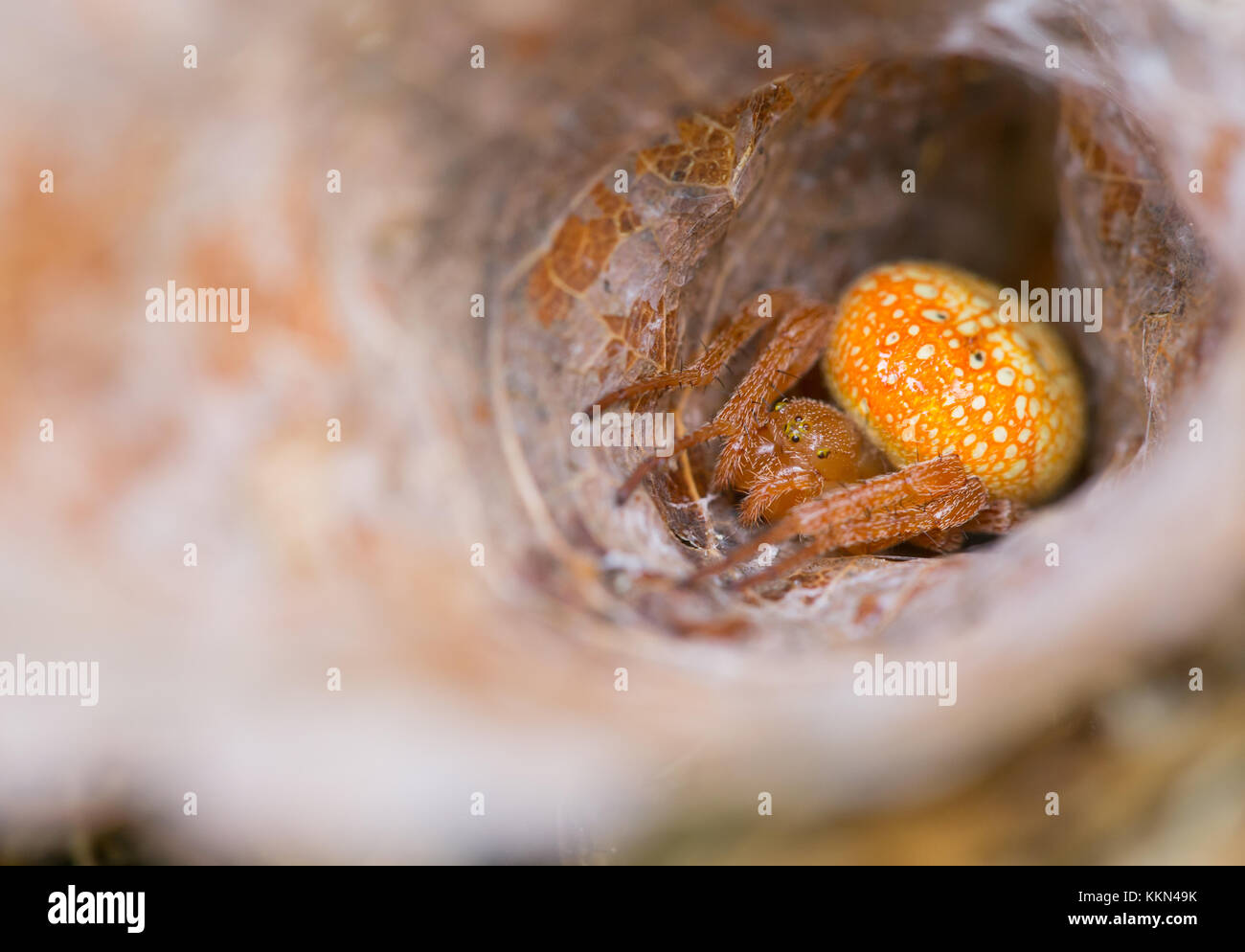 Strawberry orb weaver spider Stock Photo - Alamy