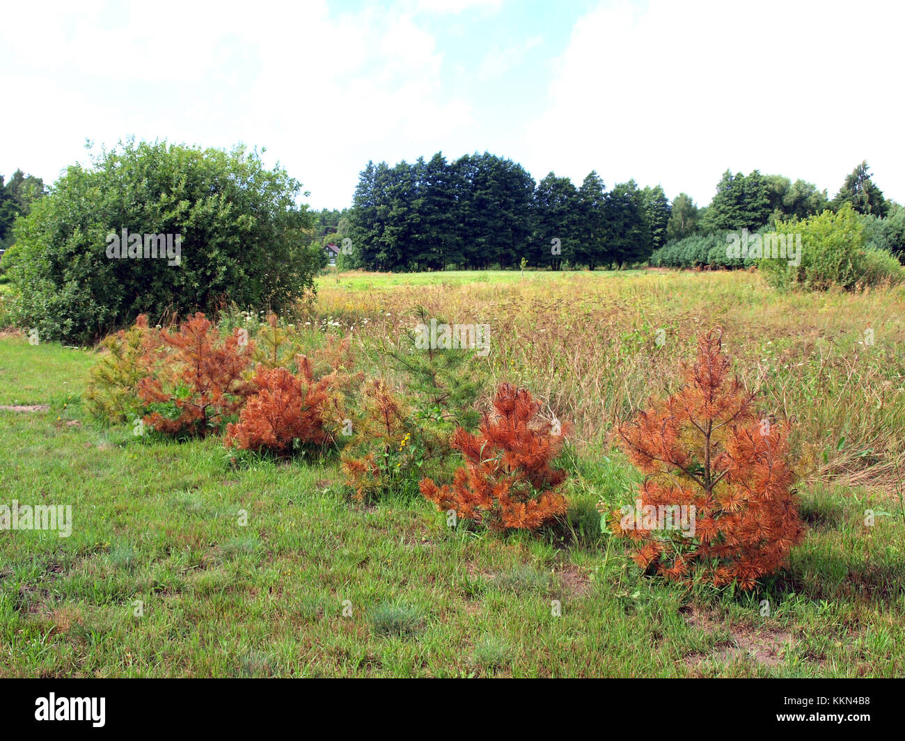Drought damaged trees hi-res stock photography and images - Alamy