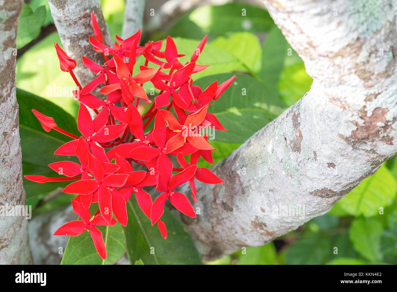 Red Rubiaceae flower,Ixora coccinea is a species of flowering plant in ...
