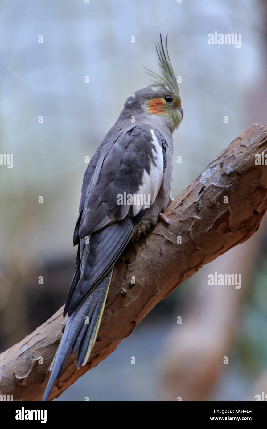 Cockatiel australia hi-res stock photography and images - Alamy