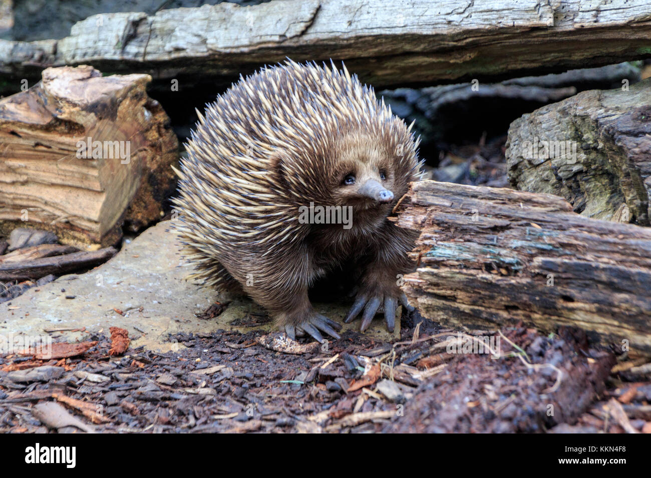 Australia, Echidna, Healesville, Sanctuary, Sir Colin MacKenzie ...