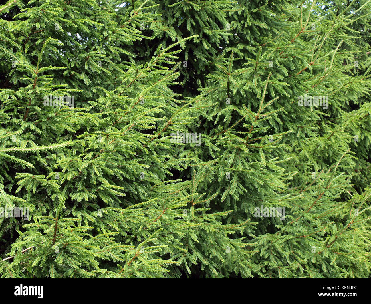 Spruce hedge hi-res stock photography and images - Alamy
