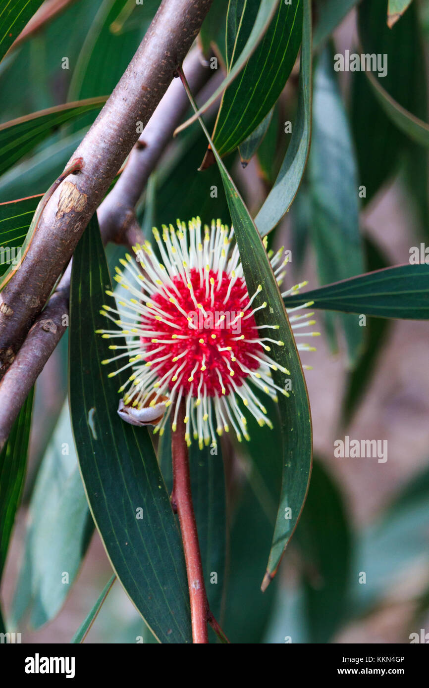 Hakea laurina hi-res stock photography and images - Alamy