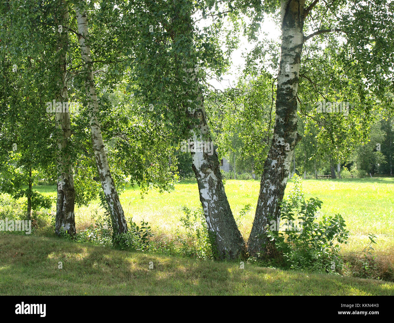 Row of trunks hi-res stock photography and images - Alamy