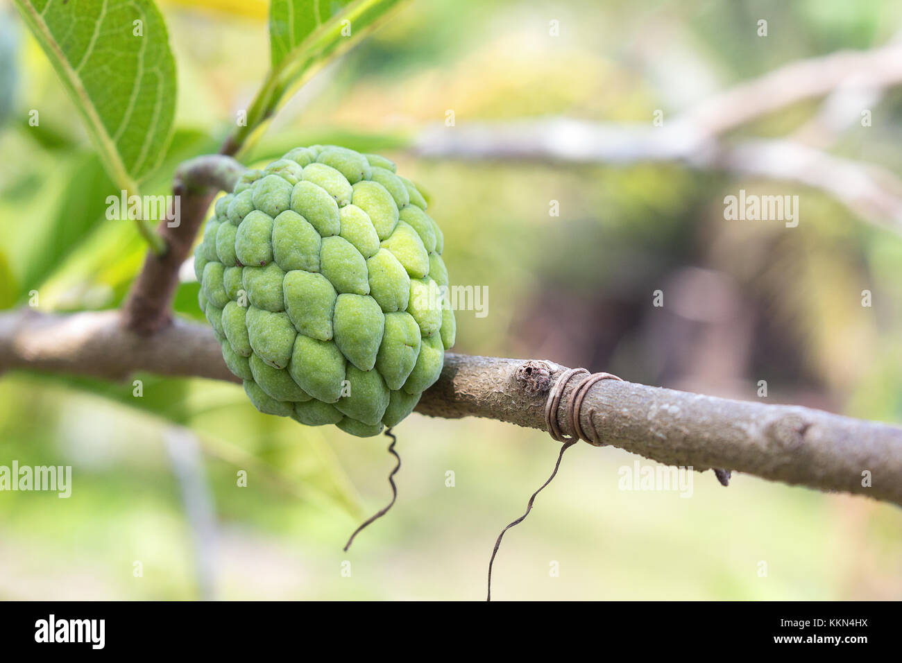 Custard apple plant. Custard apple raw agriculture on trees. ( select ...