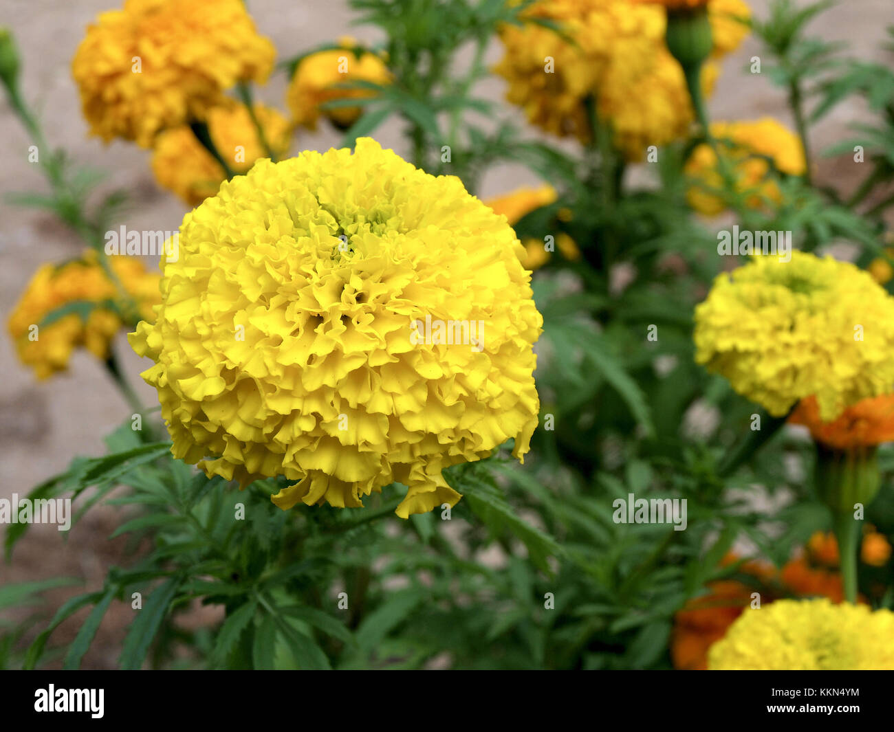 African marigolds hi-res stock photography and images - Alamy