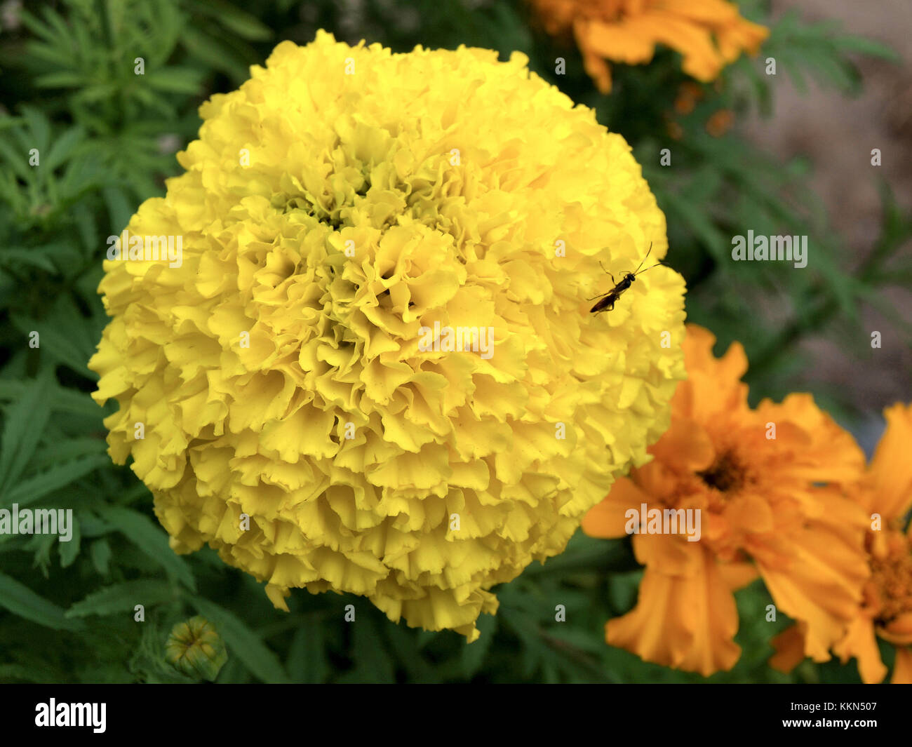 African marigolds hi-res stock photography and images - Alamy
