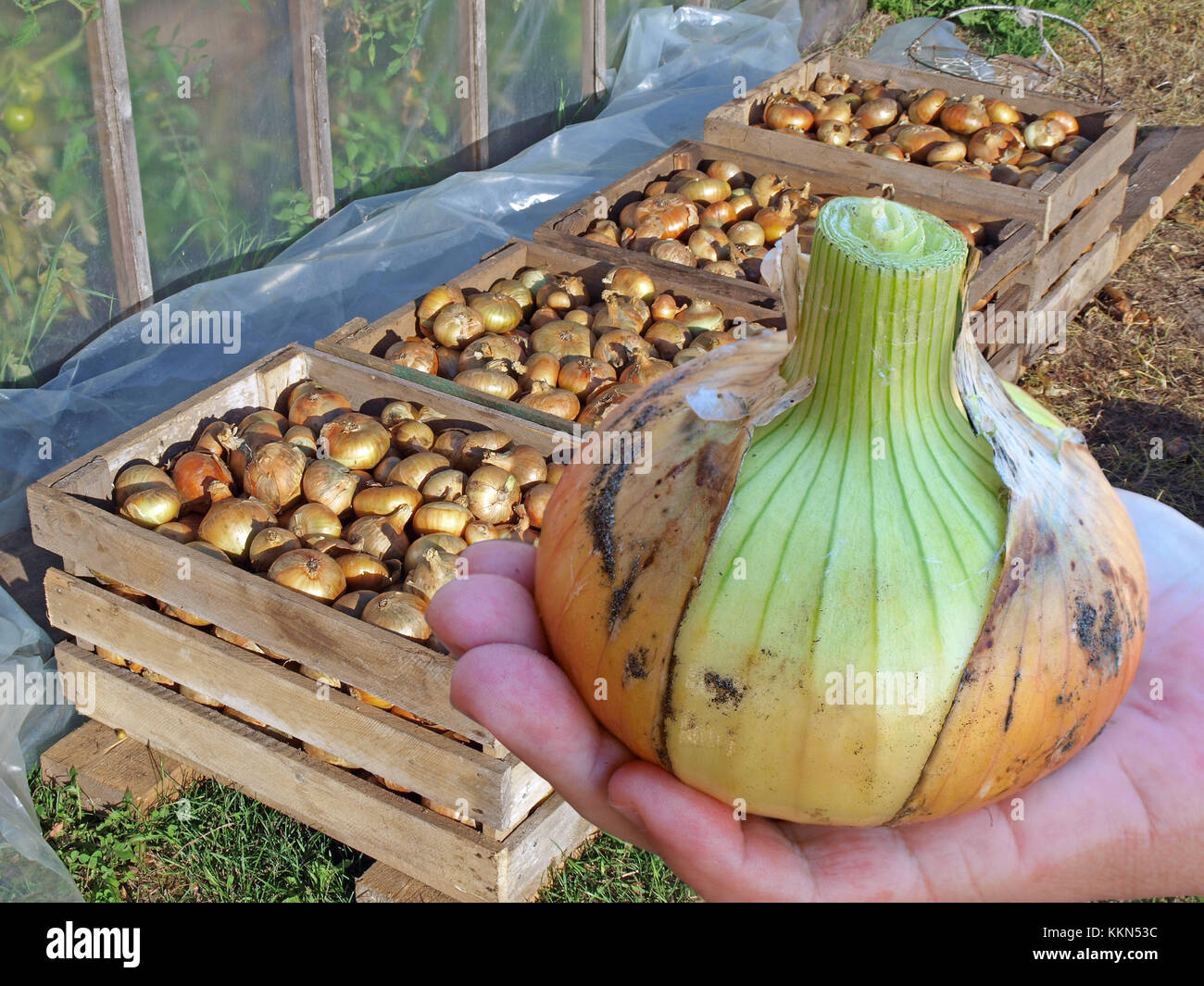 Wooden boxes with drying onions and hand holding big one Stock Photo ...