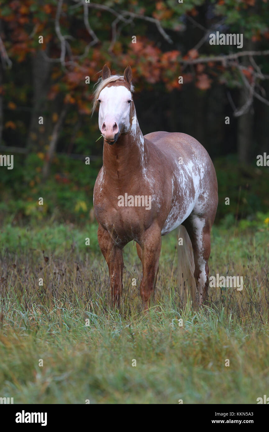 Overo hi-res stock photography and images - Alamy