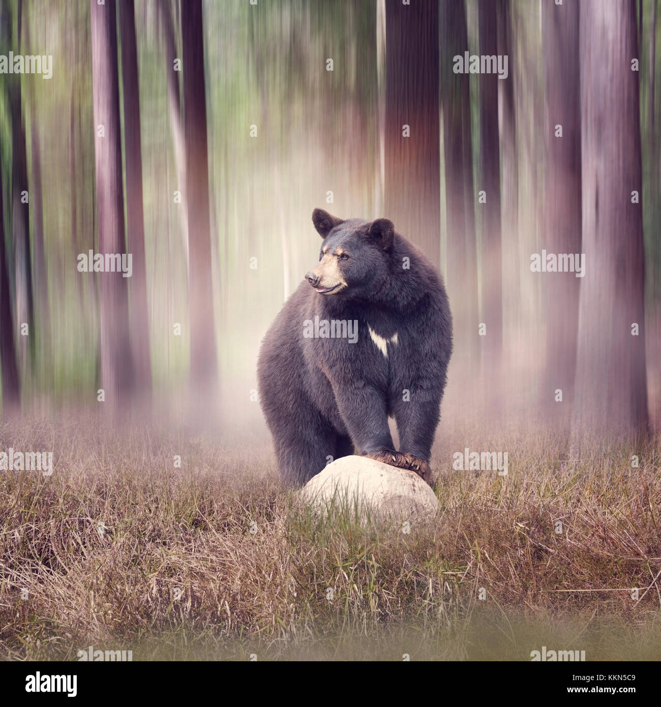 Black bear on a rock in the woods Stock Photo - Alamy