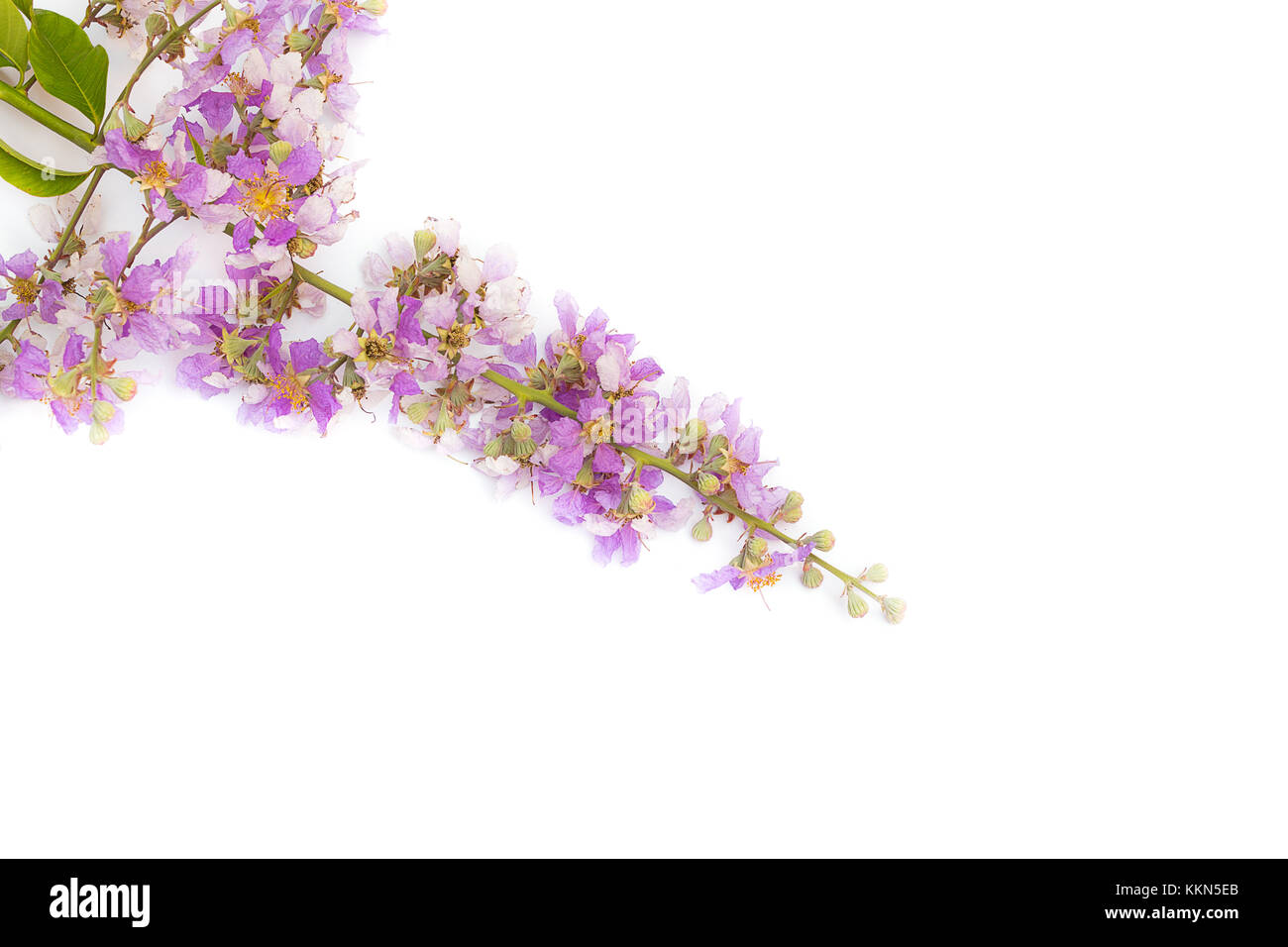 Annonaceae hi-res stock photography and images - Alamy