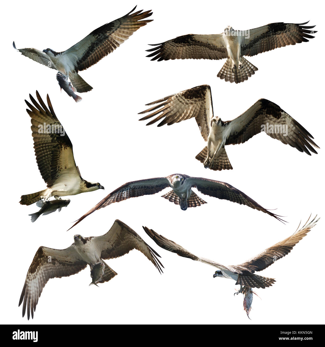 Osprey eagles isolated on white background Stock Photo - Alamy