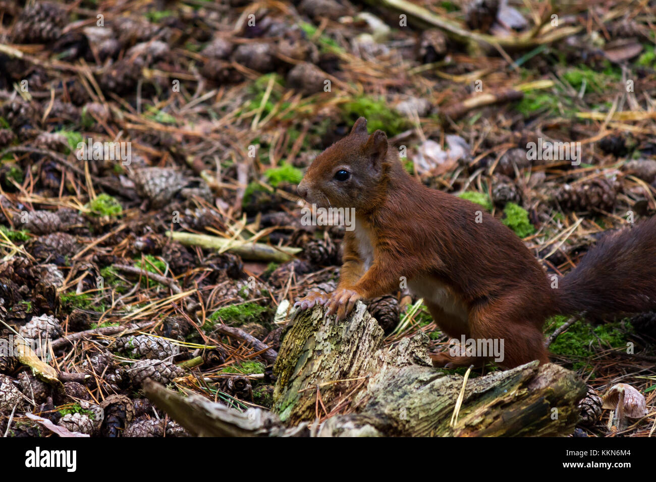 Formby reserve and red squirrels hi-res stock photography and images ...