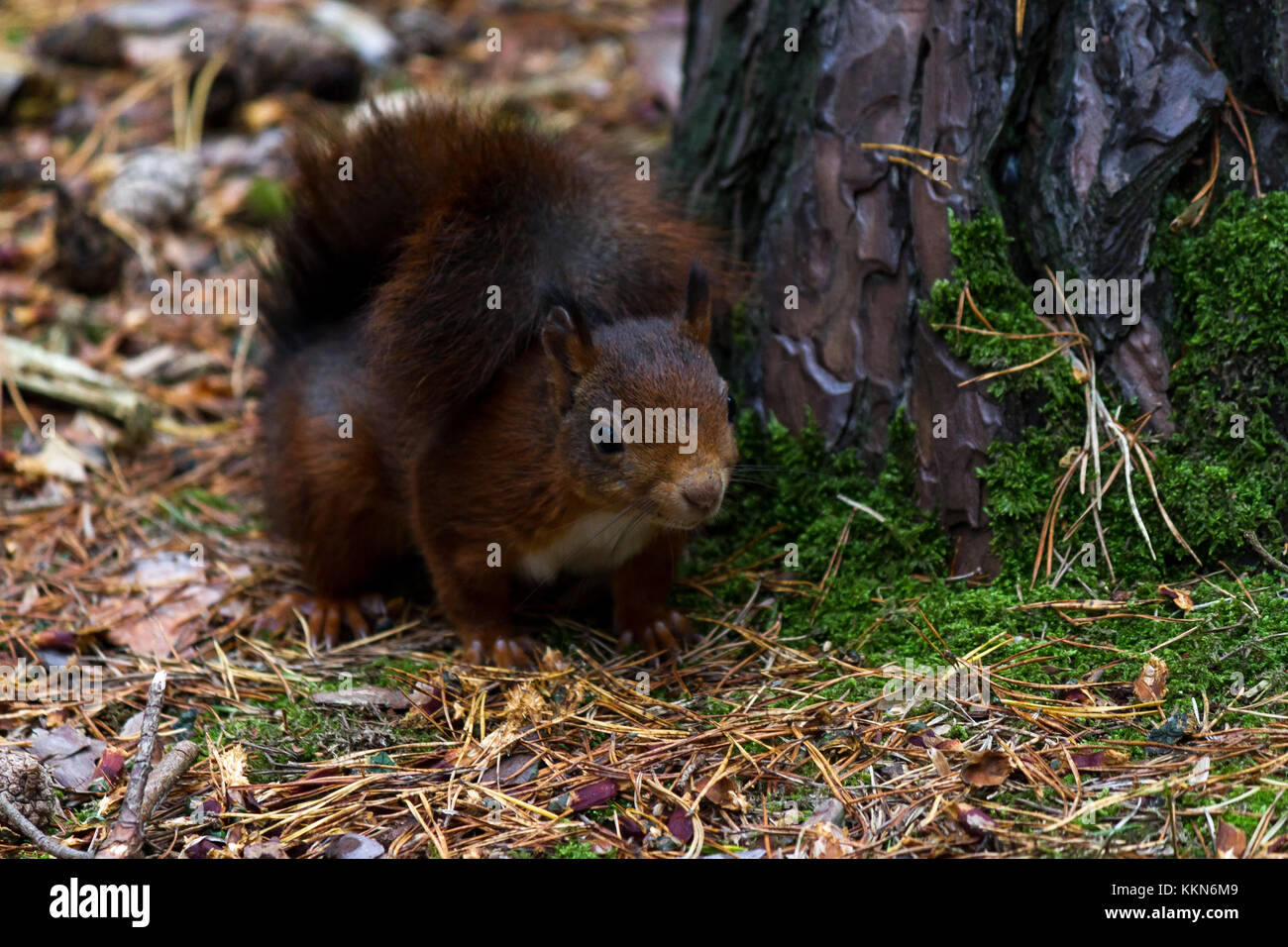 Sciurus vulgaris formby national trust reserve hi-res stock photography ...